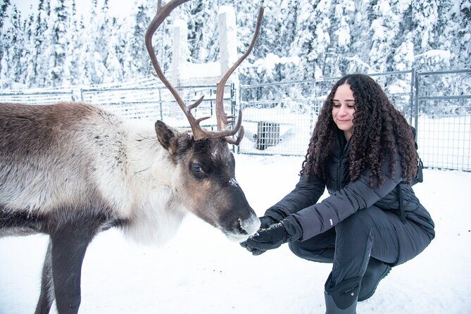Reindeer and Snowmobile Day Trip to Borealis Basecamp with Lunch - Setting the Scene: What to Expect from the Tour