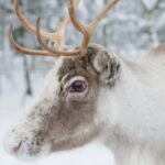 Reindeer Farm Visit with Sleigh Ride - Who Should Consider This Tour?