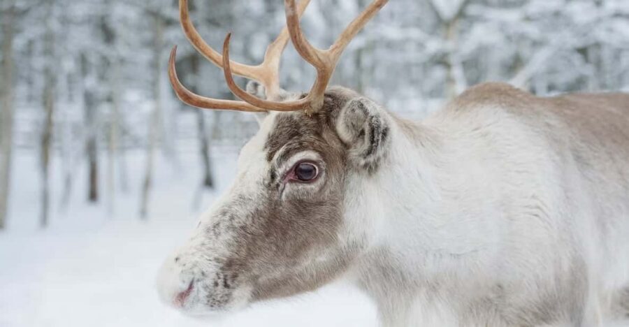 Reindeer Farm Visit with Sleigh Ride - Who Should Consider This Tour?
