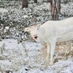 Reindeer feeding in Inari - What Makes This Tour Stand Out