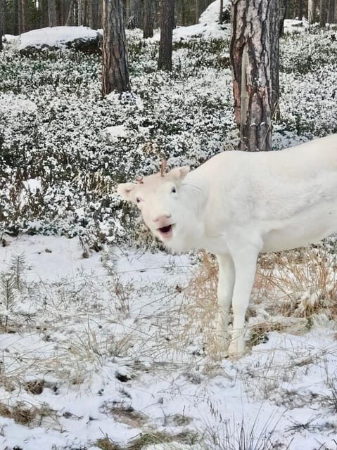Reindeer feeding in Inari - What Makes This Tour Stand Out