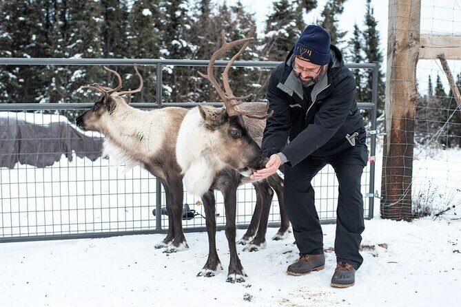 Reindeer Meet and Greet - A Deep Dive into the Reindeer Meet and Greet Experience