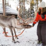 Reindeer Safari in Arctic Wilderness - A Closer Look at the Reindeer Safari Experience
