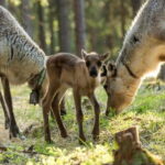 Reindeer Summer Farm Visit at a 200-Year-Old Rovaniemi Farm - Detailed Breakdown of the Itinerary