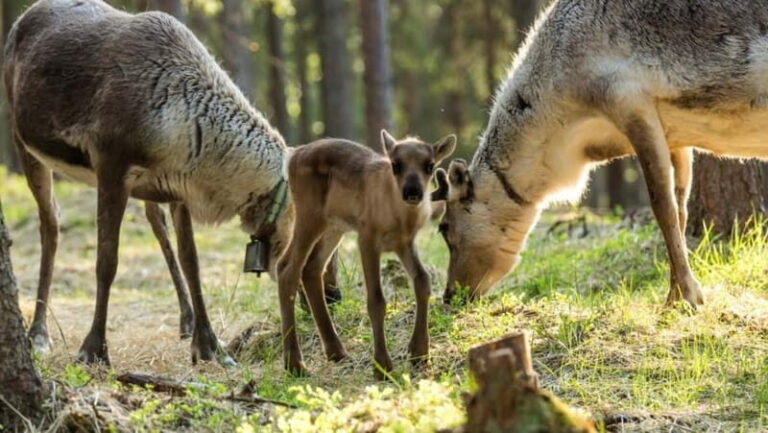 Reindeer Summer Farm Visit at a 200-Year-Old Rovaniemi Farm - Detailed Breakdown of the Itinerary