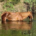 Rent a Paddle Board And Float the Lower Salt River - Who Is This Tour Best For?