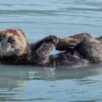 Resurrection Bay Spring Wildlife Cruise - The Sum Up