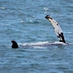 Reykjavik: 9pm Whale Watching Cruise in the Arctic Sun - An Authentic Arctic Evening: The Itinerary and Experience