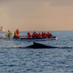 Reykjavik: Premium Whale Watching with Flexible Ticket - What to Expect on the Tour