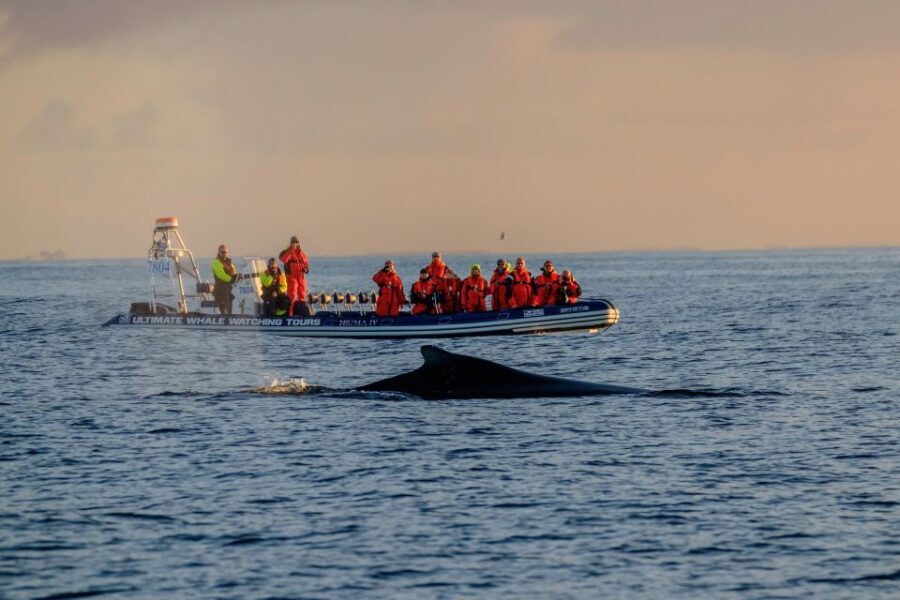 Reykjavik: Premium Whale Watching with Flexible Ticket - What to Expect on the Tour