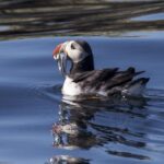 Reykjavik: Puffin Watching Tour by RIB Speedboat - The Itinerary — What To Expect