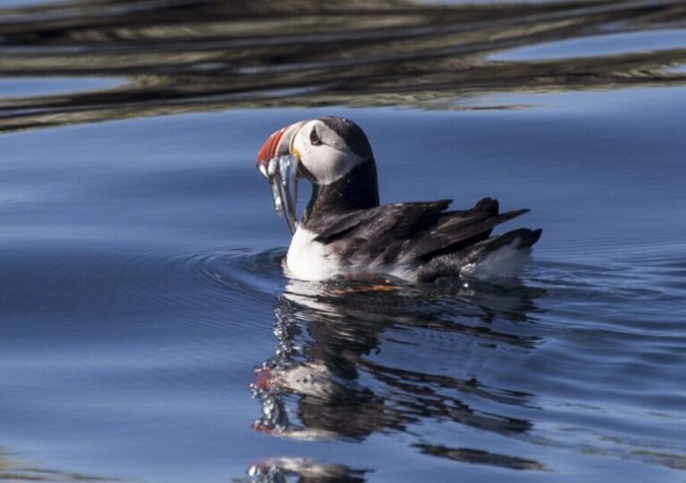 Reykjavik: Puffin Watching Tour by RIB Speedboat - The Itinerary — What To Expect