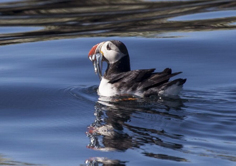 Reykjavik: Puffin Watching Tour by RIB Speedboat - The Itinerary — What To Expect