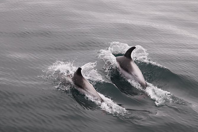 Reykjavik Shore Excursion: Whale-Watching Cruise - Who Should Consider This Tour?