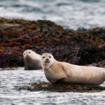 Reykjavik: Small-Group Snæfellsnes Day Trip - Authentic Experiences and Tips