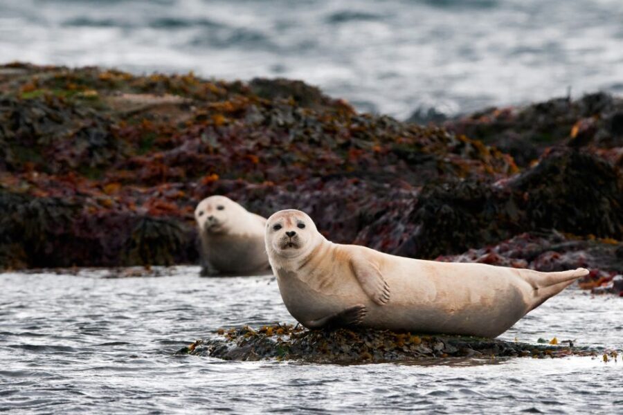 Reykjavik: Small-Group Snæfellsnes Day Trip - Authentic Experiences and Tips