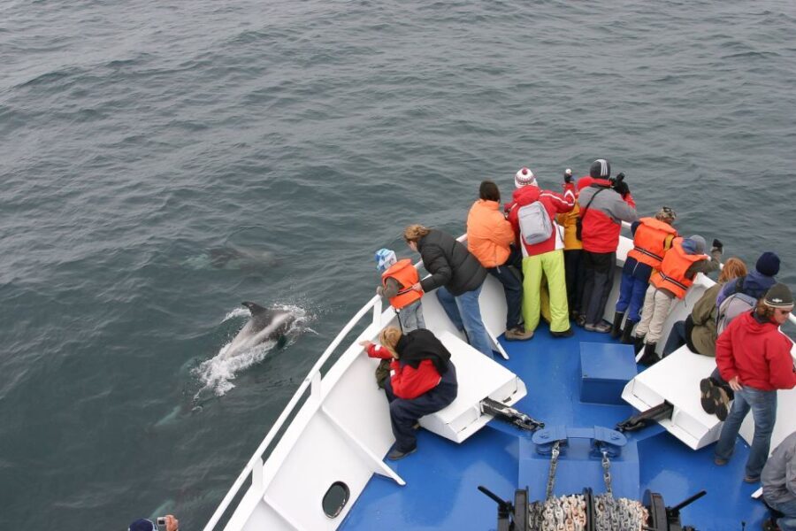 Reykjavik: the Original 3-Hour Whale Watching Tour - What Travelers Love About This Tour