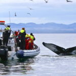 Reykjavik: Whale and Puffin Watching RIB Boat Tour - What You Get for Your Money