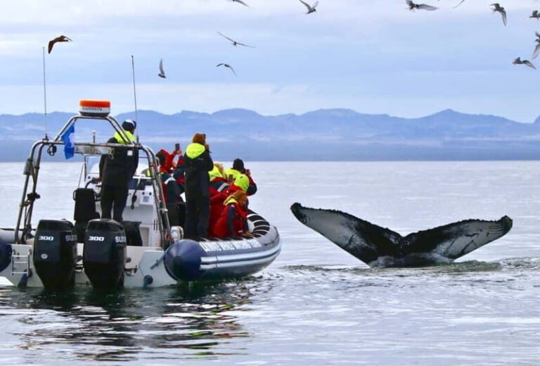 Reykjavik: Whale and Puffin Watching RIB Boat Tour - What You Get for Your Money