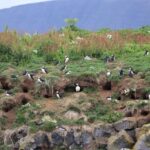 Reykjavik: Whale Watching and Puffin Excursion - What to Expect During the Tour