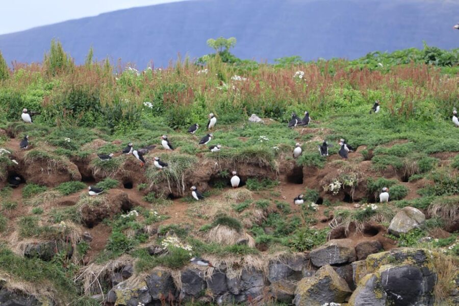 Reykjavik: Whale Watching and Puffin Excursion - What to Expect During the Tour