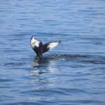 Reykjavik: Whale Watching Morning Expedition - The Itinerary in Detail