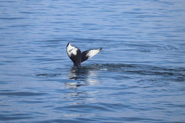 Reykjavik: Whale Watching Morning Expedition - The Itinerary in Detail