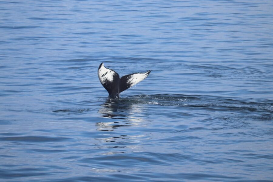 Reykjavik: Whale Watching Morning Expedition - The Itinerary in Detail