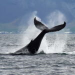 Reykjavik: Whale Watching Tour with Expert Guide - Final Thoughts: Is This Tour Worth It?