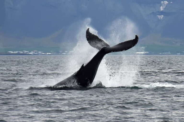 Reykjavik: Whale Watching Tour with Expert Guide - Final Thoughts: Is This Tour Worth It?