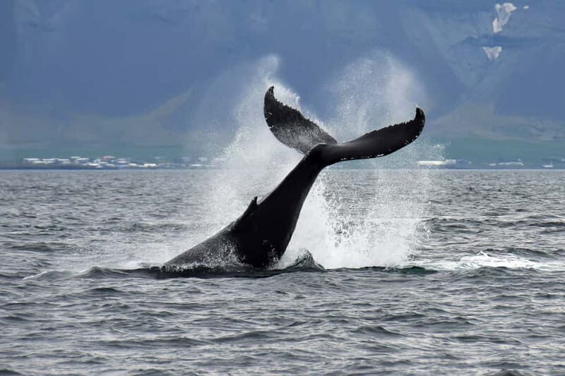 Reykjavik: Whale Watching Tour with Expert Guide - Final Thoughts: Is This Tour Worth It?