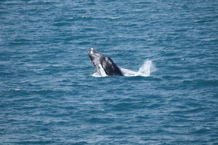 Reykjavik: Whale Watching Tour with Express Option - The Itinerary in Detail
