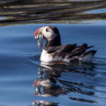 Reykjavik: Whales and Puffins Express Cruise Combo Tour - Pricing and Value