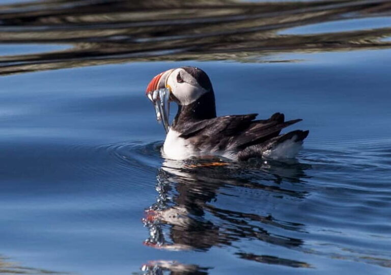 Reykjavik: Whales and Puffins Express Cruise Combo Tour - Pricing and Value