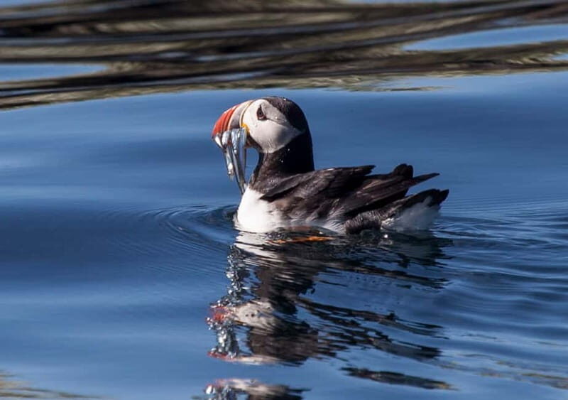 Reykjavik: Whales and Puffins Express Cruise Combo Tour - Pricing and Value