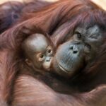 Rhenen: Ouwehands Zoo Entry Ticket - Authentic Experiences and Visitor Feedback