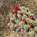 Rhodes Off Road Adventures Guided Jeep Tour from Rock Crawling to Petroglyphs - Practical Details & Value