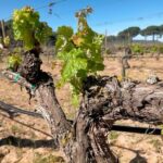 Ribera del Duero Tour: Three Wineries & Lunch from Madrid - Authentic Experiences You’ll Remember