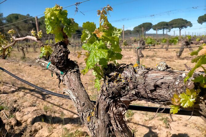 Ribera del Duero Tour: Three Wineries & Lunch from Madrid - Authentic Experiences You’ll Remember