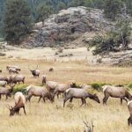Rocky Mountain National Park and Estes Park Tour from Denver Winter and Spring - Scenic Drive and Boulder En Route