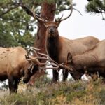 Rocky Mountain National Park - Private Sightseeing Tour - A Well-Rounded Itinerary