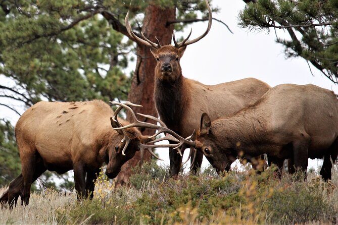 Rocky Mountain National Park - Private Sightseeing Tour - A Well-Rounded Itinerary