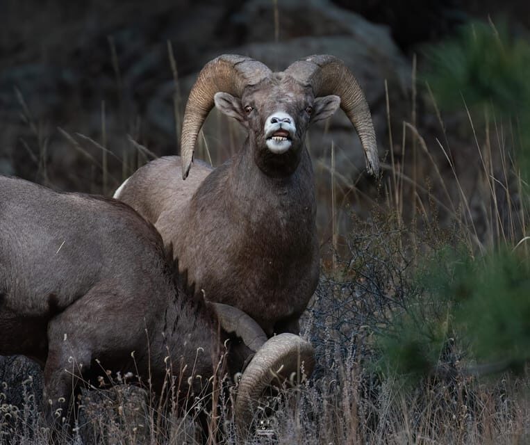 Rocky Mountain National Park: Private Wildlife Hiking Tour - Value and Practicality