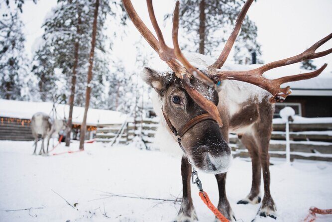 Rovaniemi 2 days Activities Package - What the Tour Includes and What It Doesn’t