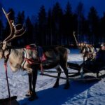 Rovaniemi: Apukka Reindeer Sleigh Ride at Night - Authenticity and Value