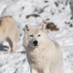 Rovaniemi: Arctic Animals Sleigh Rides and Wildlife Zoo - Practical Details & Value