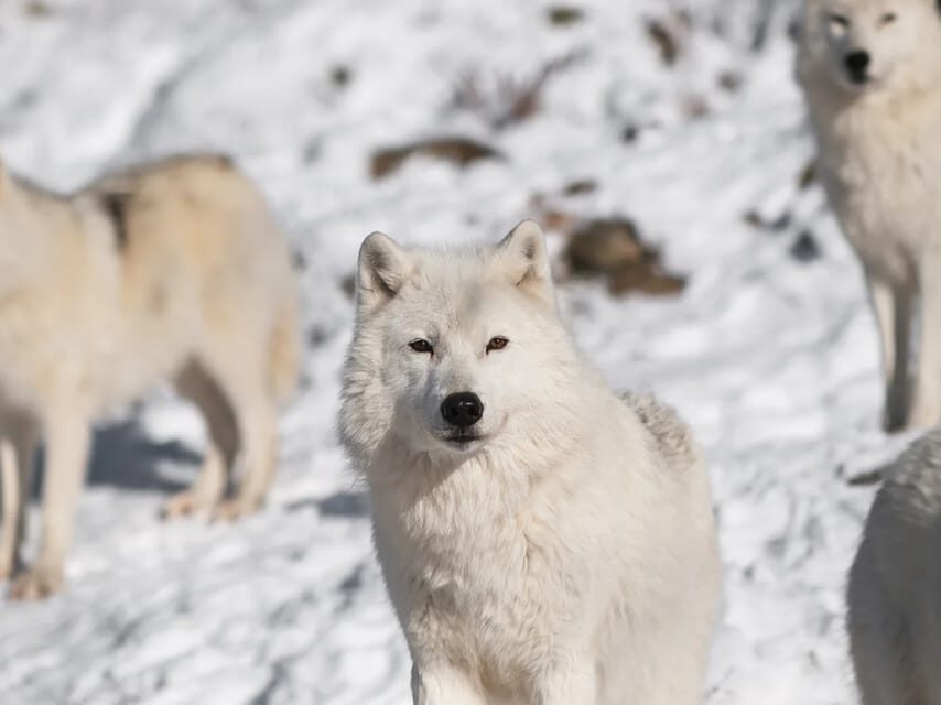 Rovaniemi: Arctic Animals Sleigh Rides and Wildlife Zoo - Practical Details & Value
