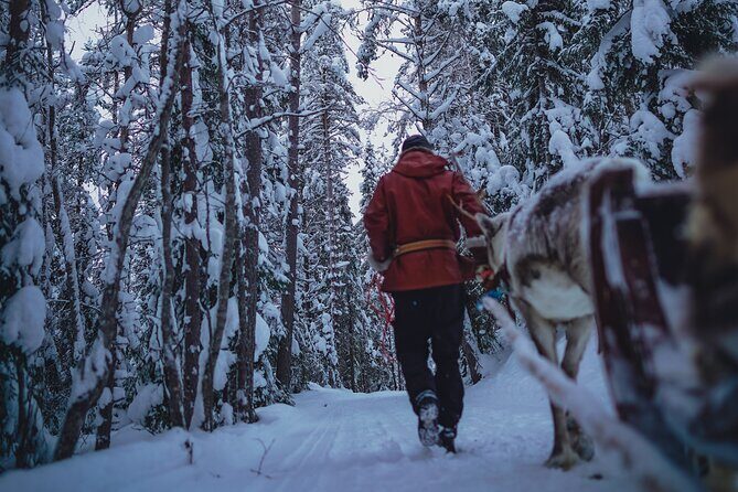 Rovaniemi: Authentic Lapland Reindeer Farm Visit & Sled Ride - Who Should Book This Tour?