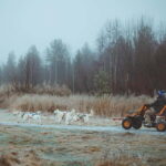 Rovaniemi: Autumn Husky Ride on Wheels - The Value of the Experience
