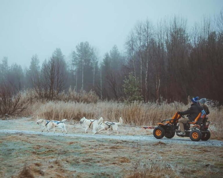 Rovaniemi: Autumn Husky Ride on Wheels - The Value of the Experience